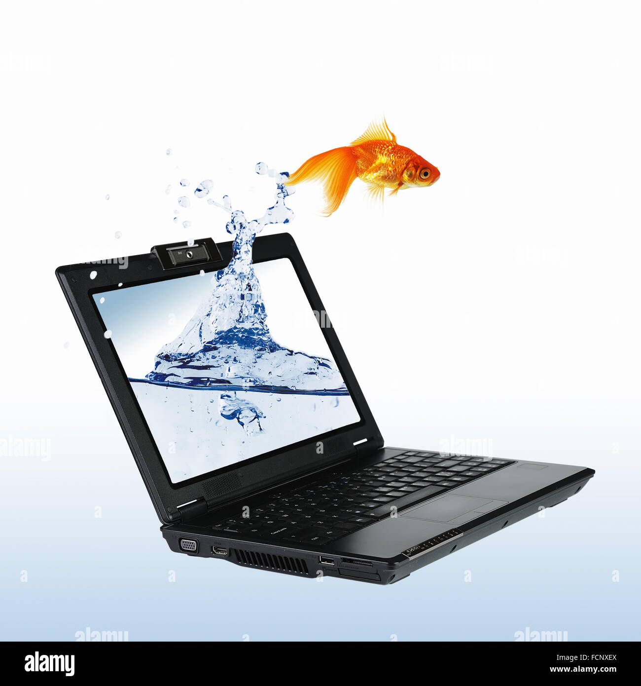 picture of gold fish and laptop computer Stock Photo - Alamy