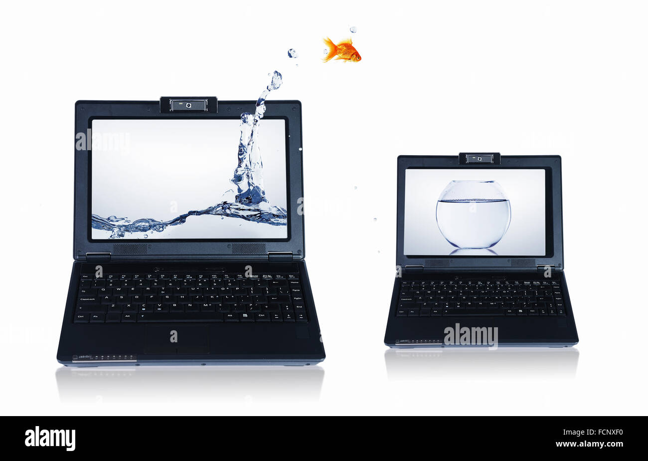 picture of gold fish and laptop computer Stock Photo - Alamy