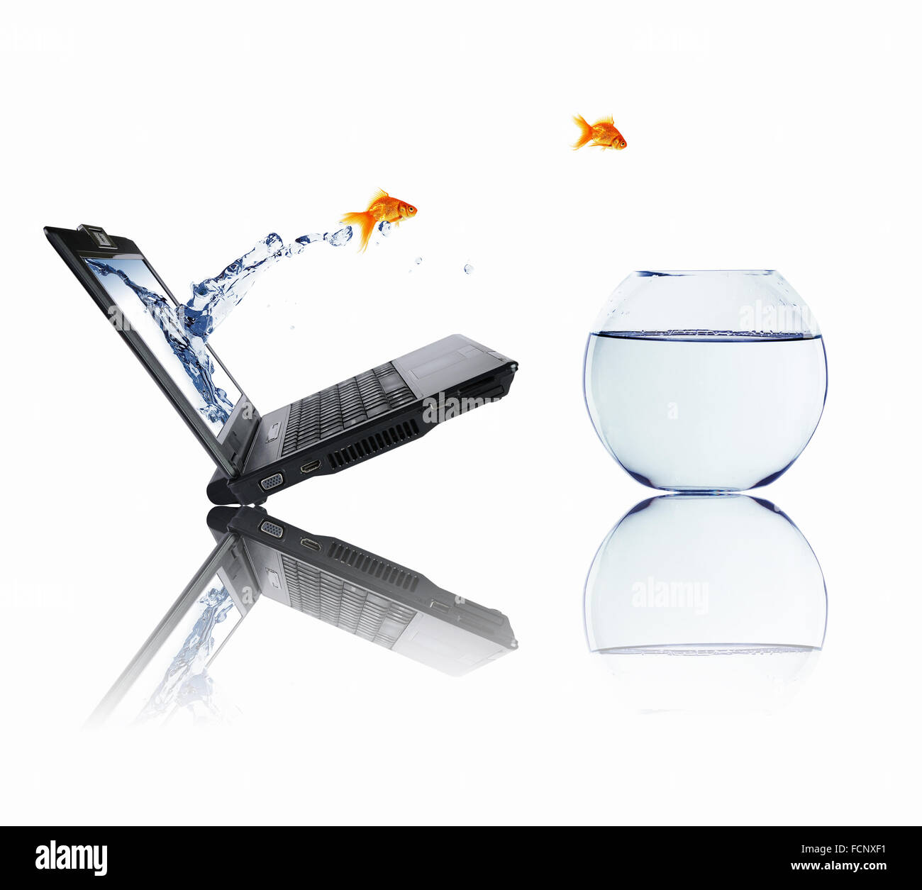 picture of gold fish and laptop computer Stock Photo - Alamy