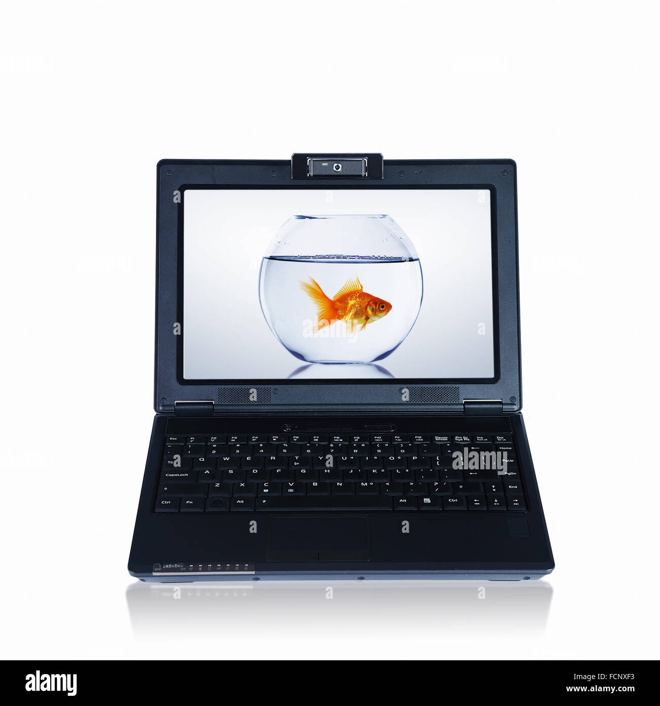 picture of gold fish and laptop computer Stock Photo - Alamy