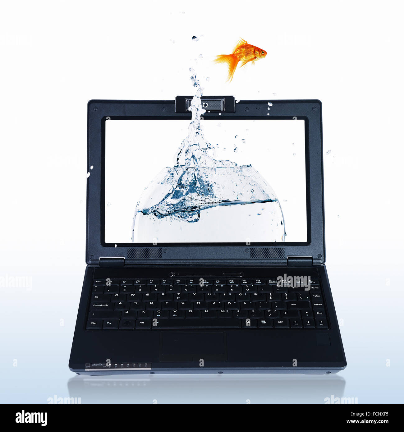 picture of gold fish and laptop computer Stock Photo - Alamy