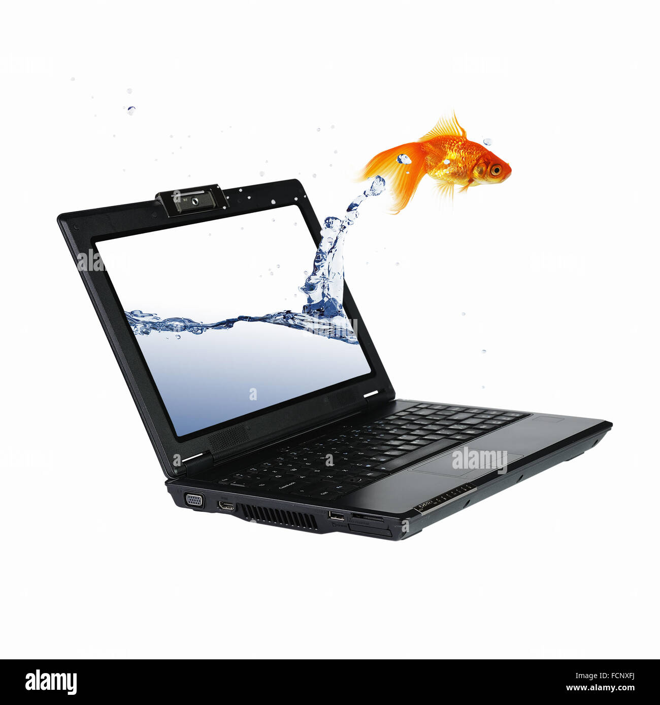 picture of gold fish and laptop computer Stock Photo - Alamy