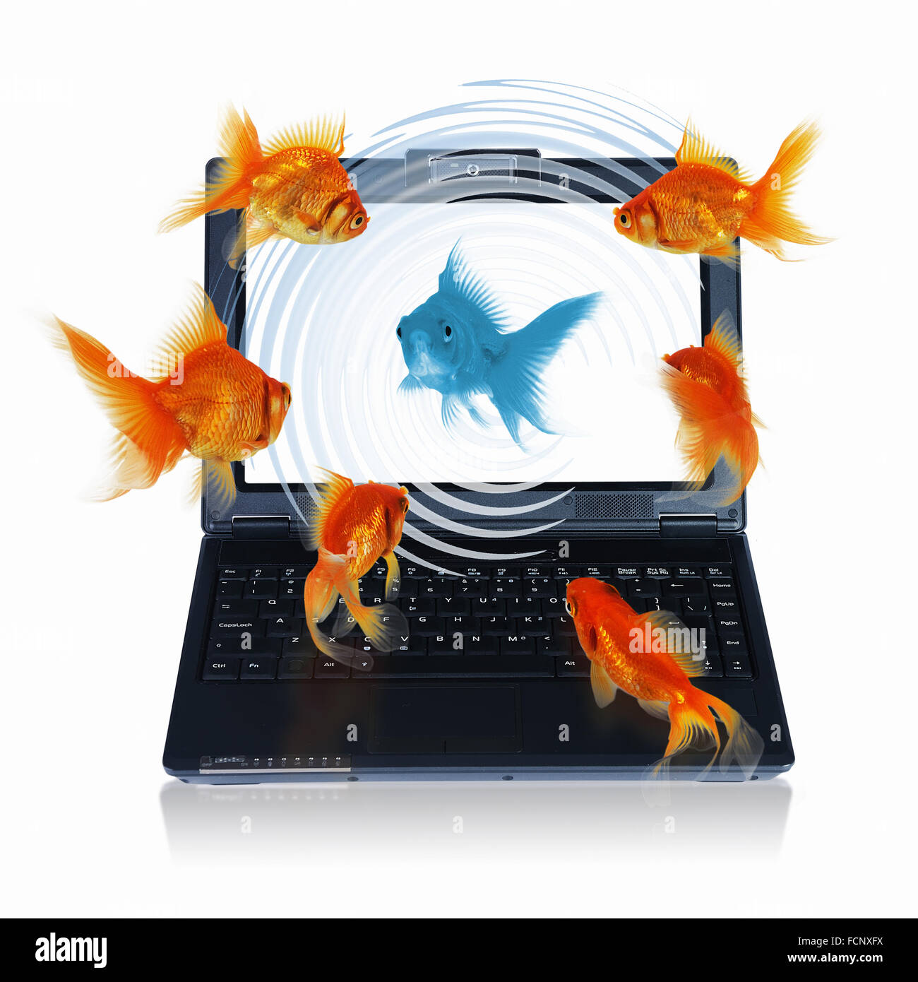 picture of gold fish and laptop computer Stock Photo - Alamy