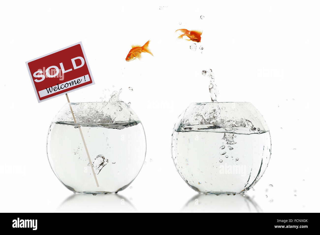 gold fish in a fishbowl with sign of sale Stock Photo - Alamy