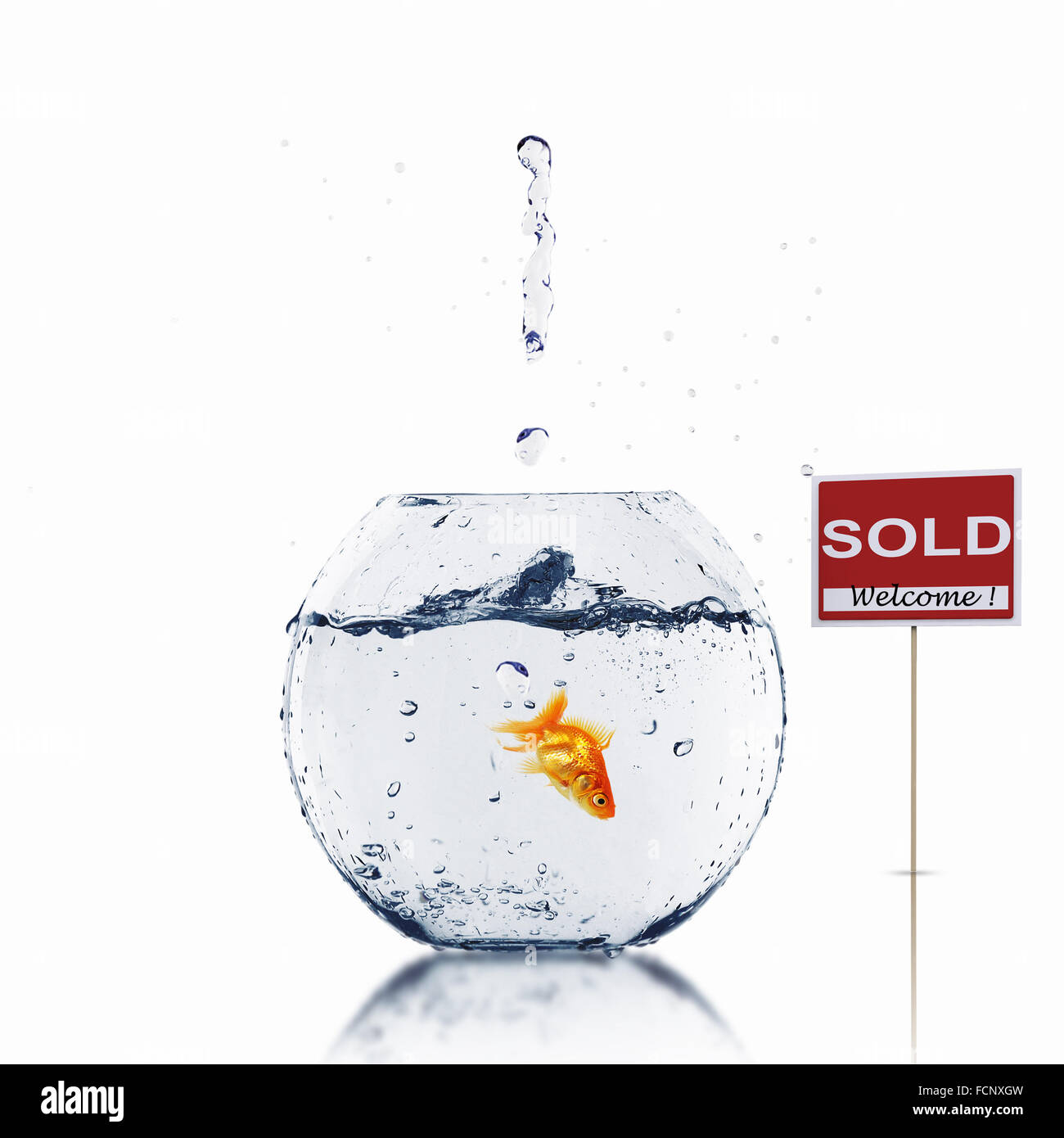 gold fish in a fishbowl with sign of sale Stock Photo - Alamy