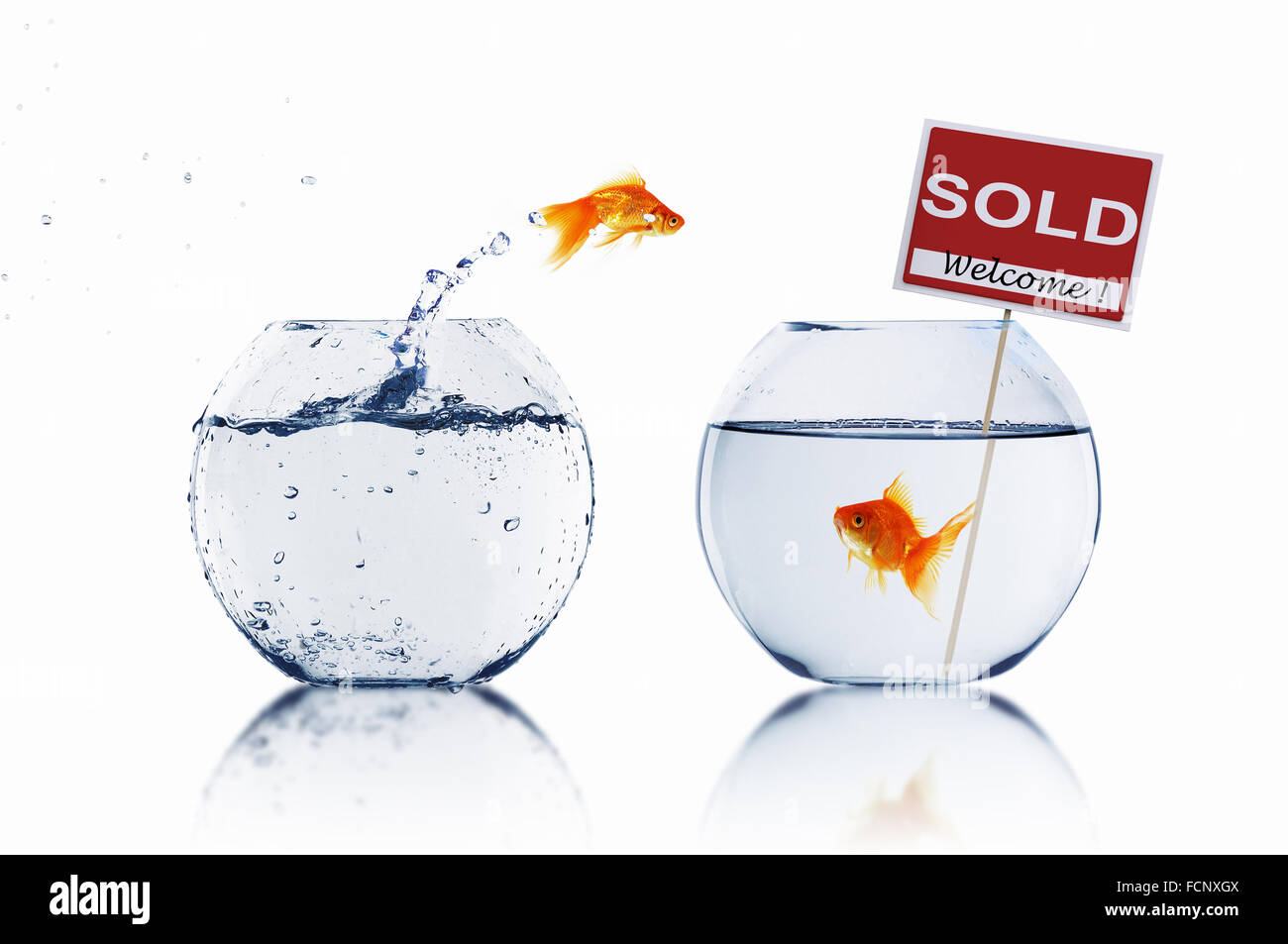 Gold fish in a fishbowl with sign of sale hi-res stock photography and ...