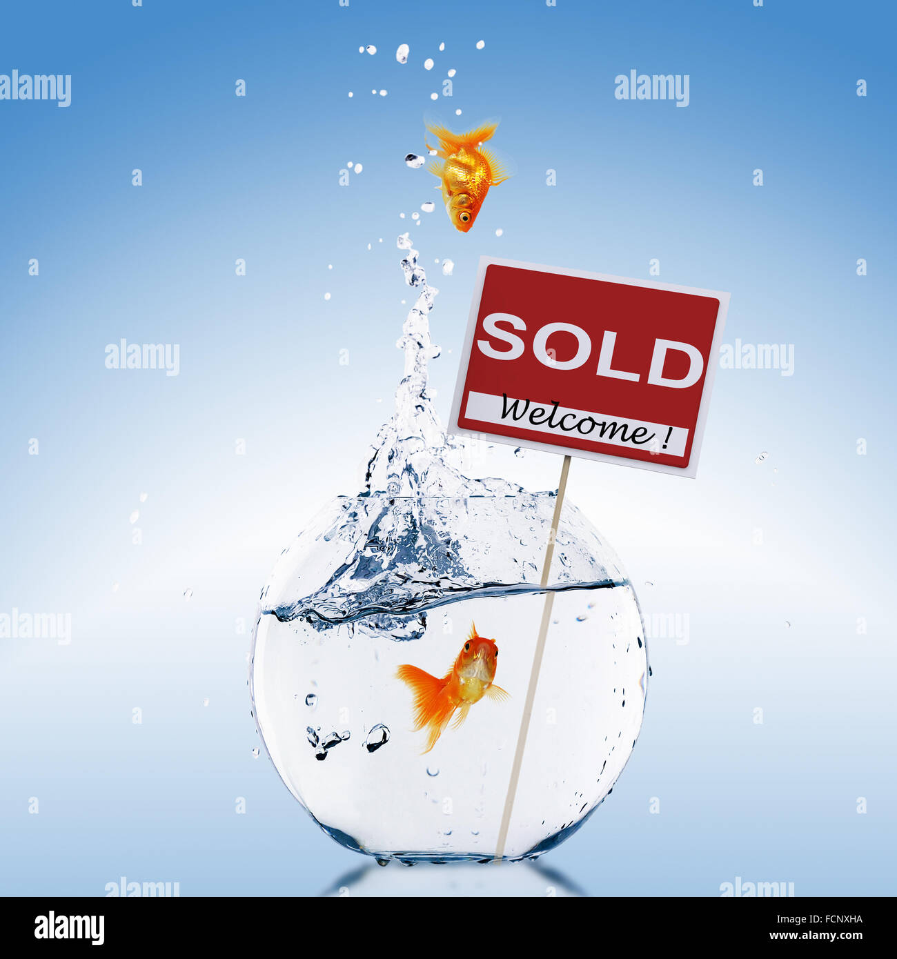 gold fish in a fishbowl with sign of sale Stock Photo - Alamy