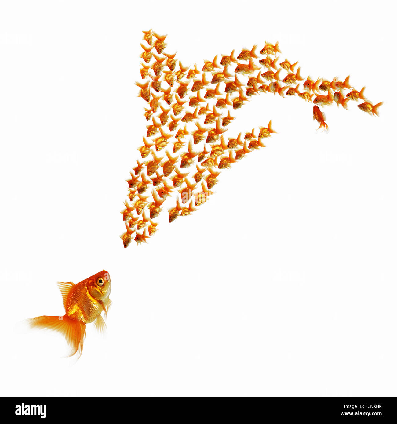 many gold fish together as symbol of teamwork Stock Photo - Alamy