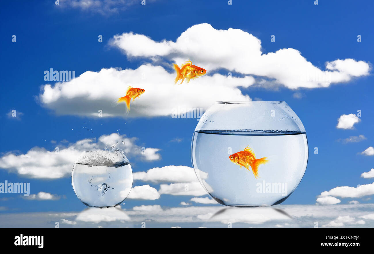 many gold fish together as symbol of teamwork Stock Photo - Alamy