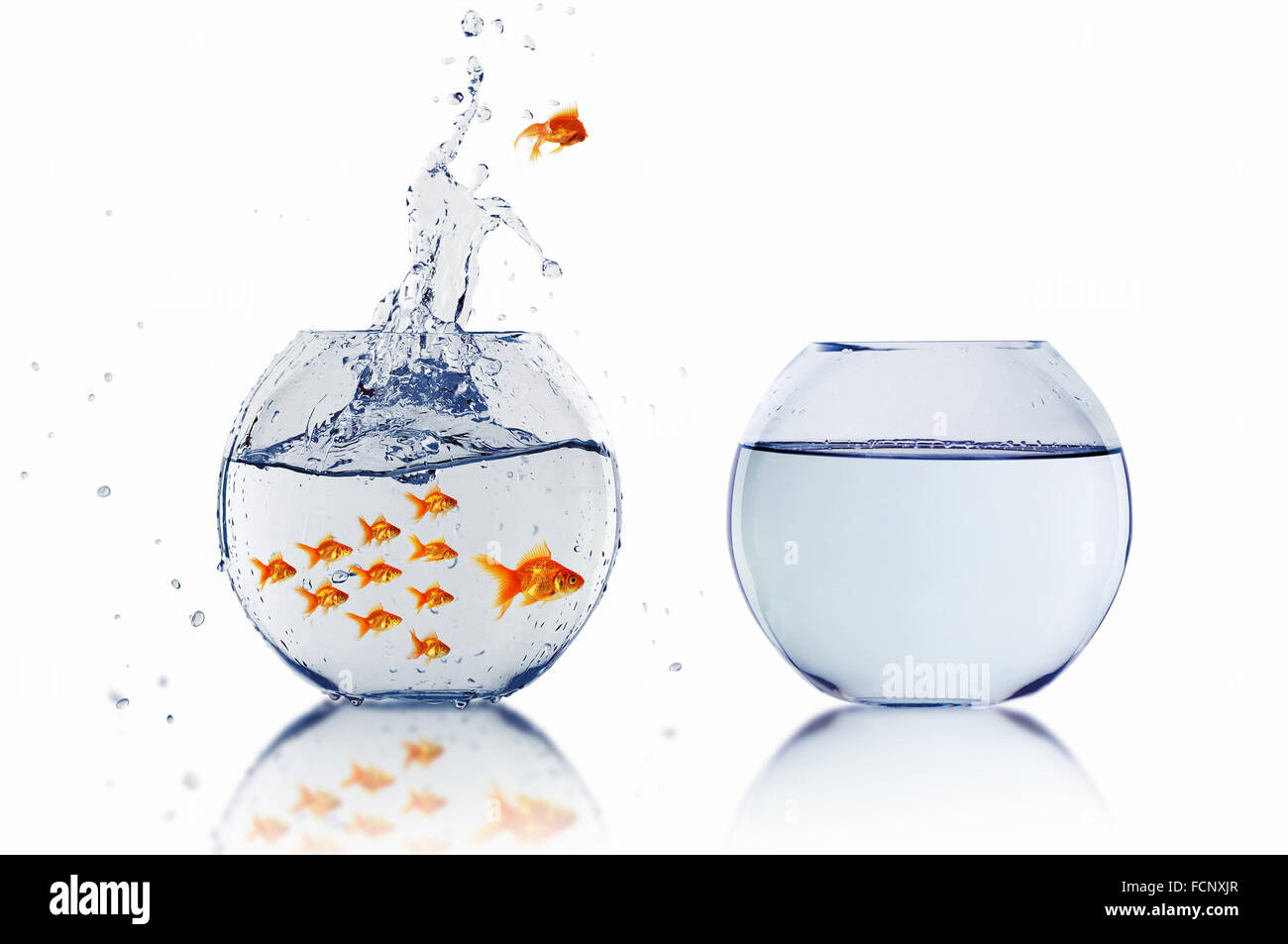 many gold fish together as symbol of teamwork Stock Photo - Alamy