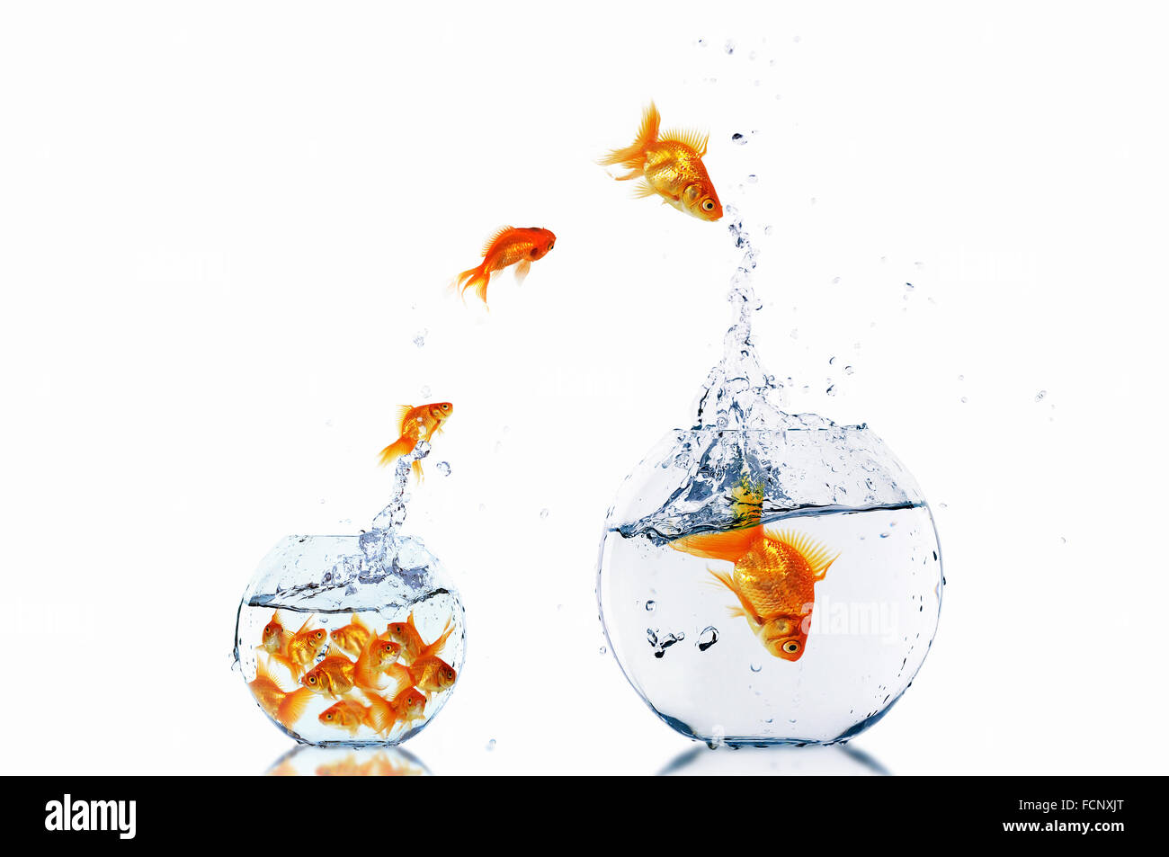 many gold fish together as symbol of teamwork Stock Photo - Alamy