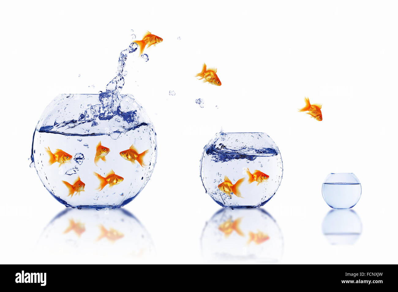 many gold fish together as symbol of teamwork Stock Photo - Alamy
