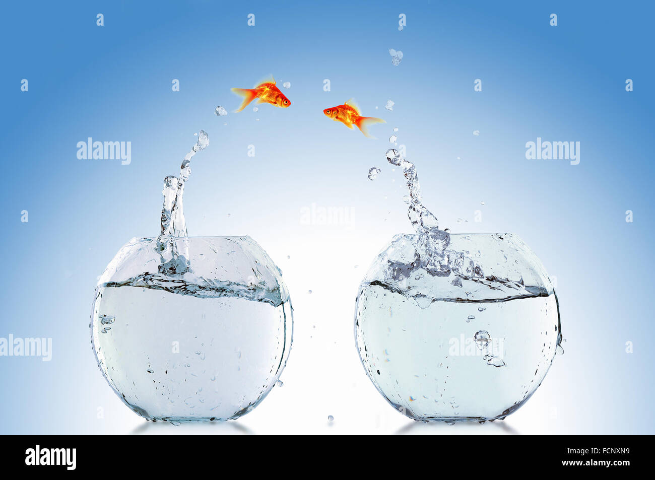 Goldfish other hi-res stock photography and images - Alamy