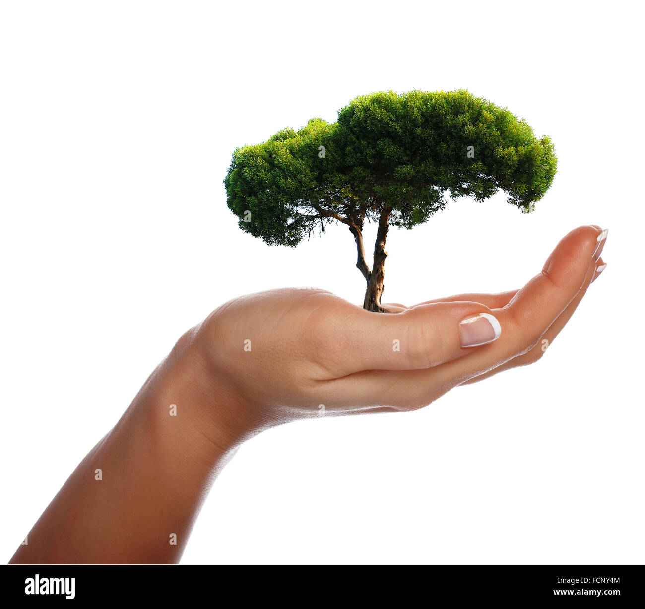 The palms and tree - a symbol of environmental protection Stock Photo ...
