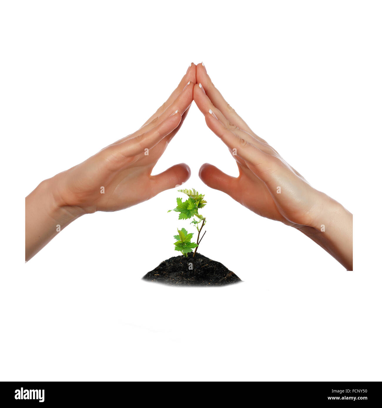 The palms and tree - a symbol of environmental protection Stock Photo ...