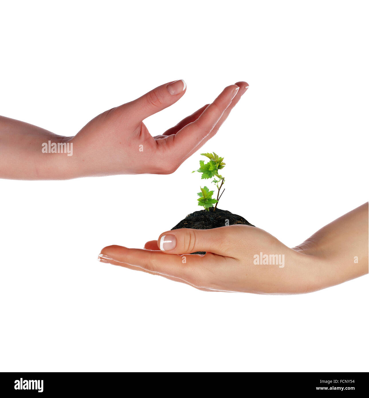 Tender tree Cut Out Stock Images & Pictures - Alamy