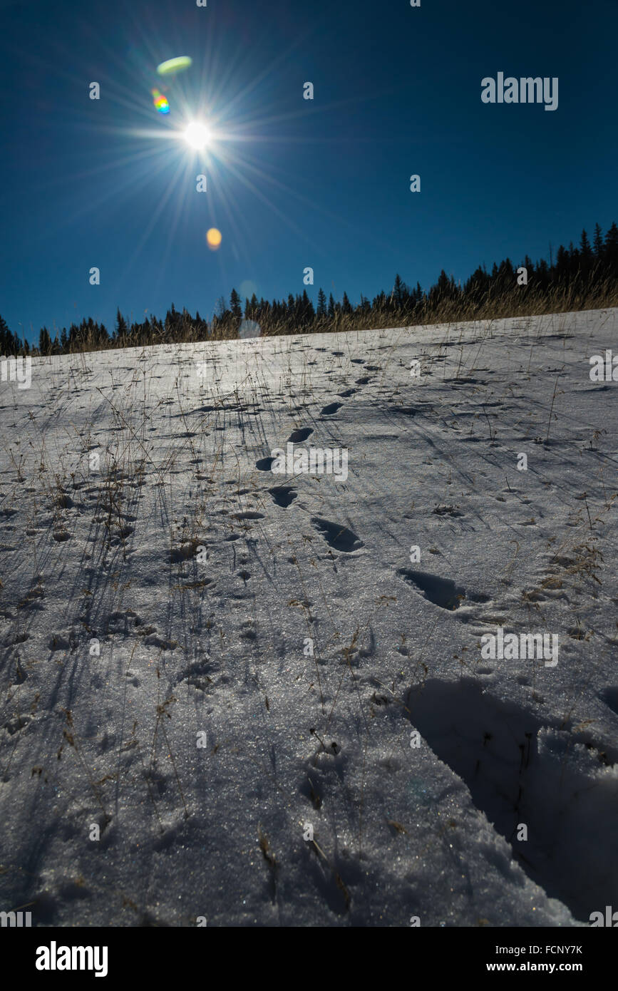 Footprint on snow and blue sky with Sun flare Stock Photo - Alamy