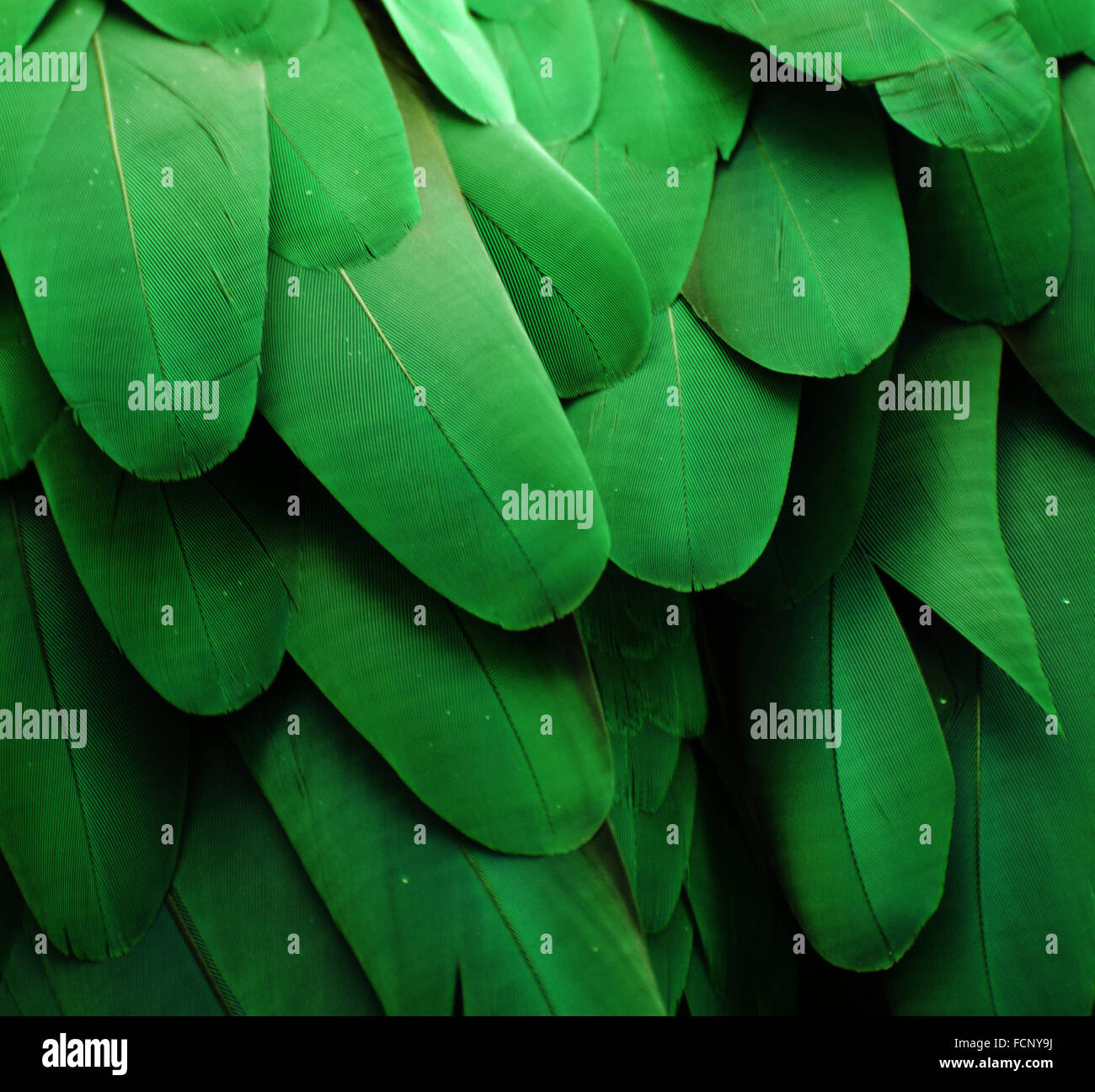 Green bird feathers from a macaw parrot Stock Photo - Alamy