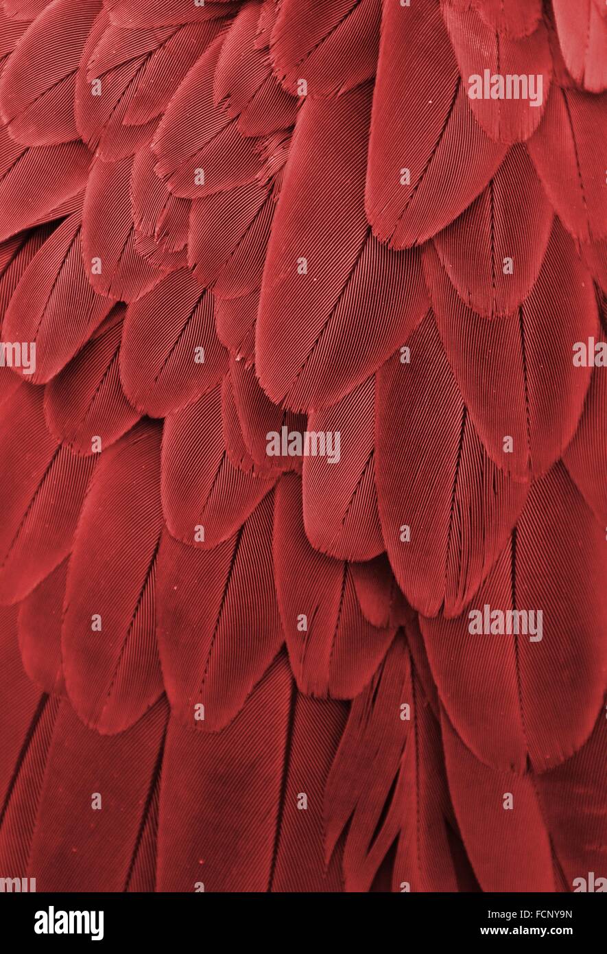 Red bird feathers from a macaw parrot Stock Photo - Alamy