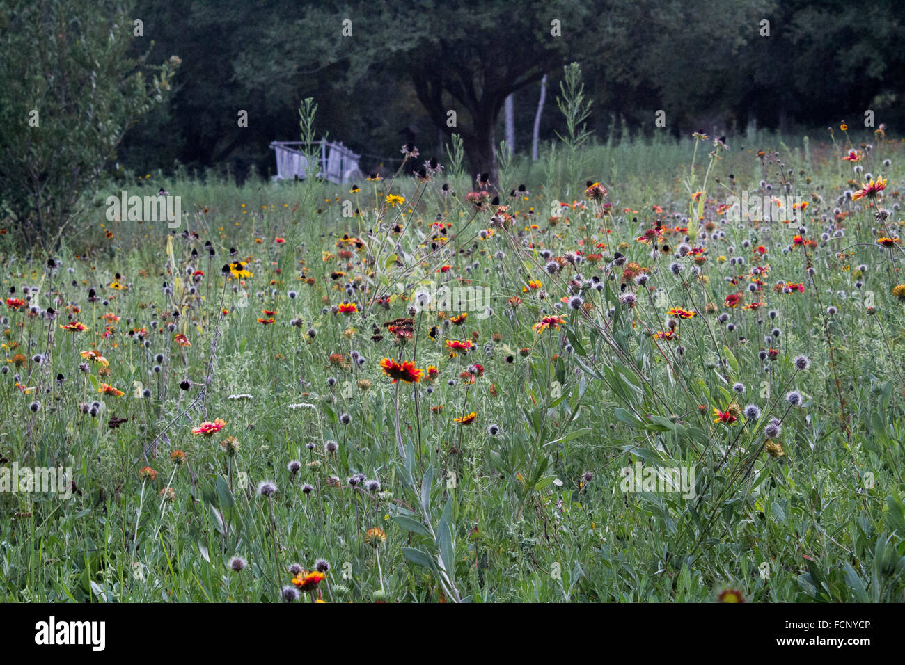 Wildflowers field hi-res stock photography and images - Alamy