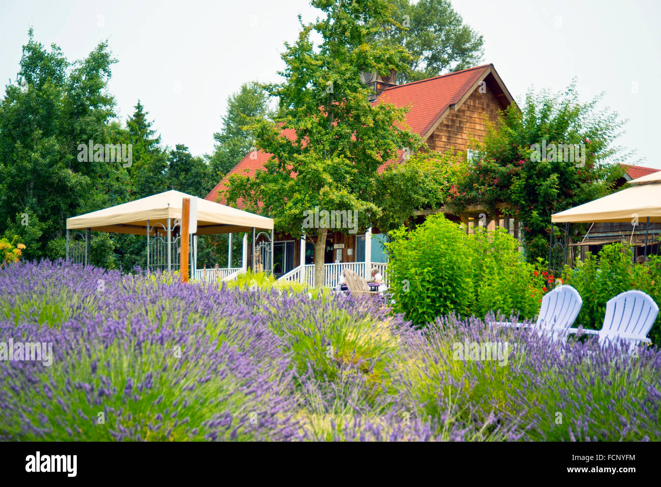 Peaceful place with lavender, Sequim,WA Stock Photo - Alamy