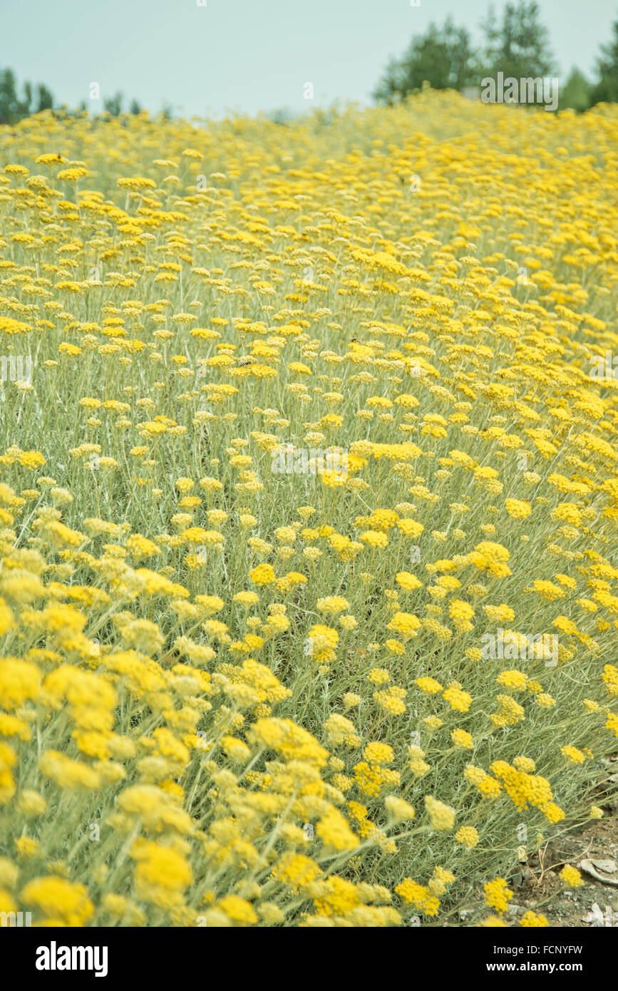 Wonderful Yellow color Lavender, Sequim Stock Photo - Alamy