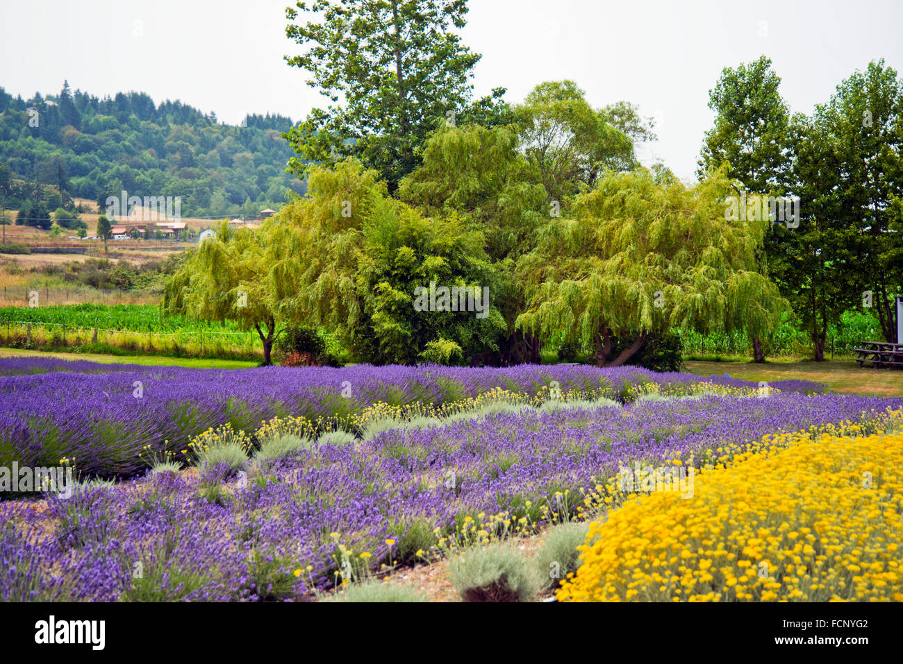 Colorful Lavender field in Summer 2. WA Stock Photo - Alamy