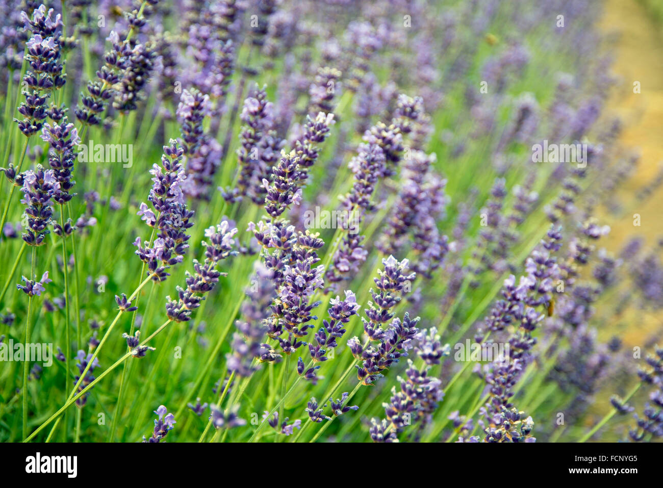 Lot of Lavender blooming in Sequim,WA Stock Photo - Alamy