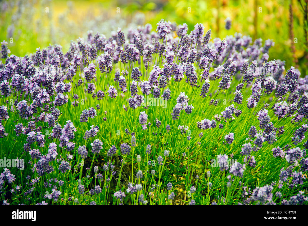 Beautiful and Fresh Lavender Bloom Stock Photo - Alamy