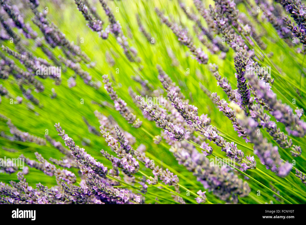 Fresh and Beautiful Lavender in Sequim,WA Stock Photo - Alamy