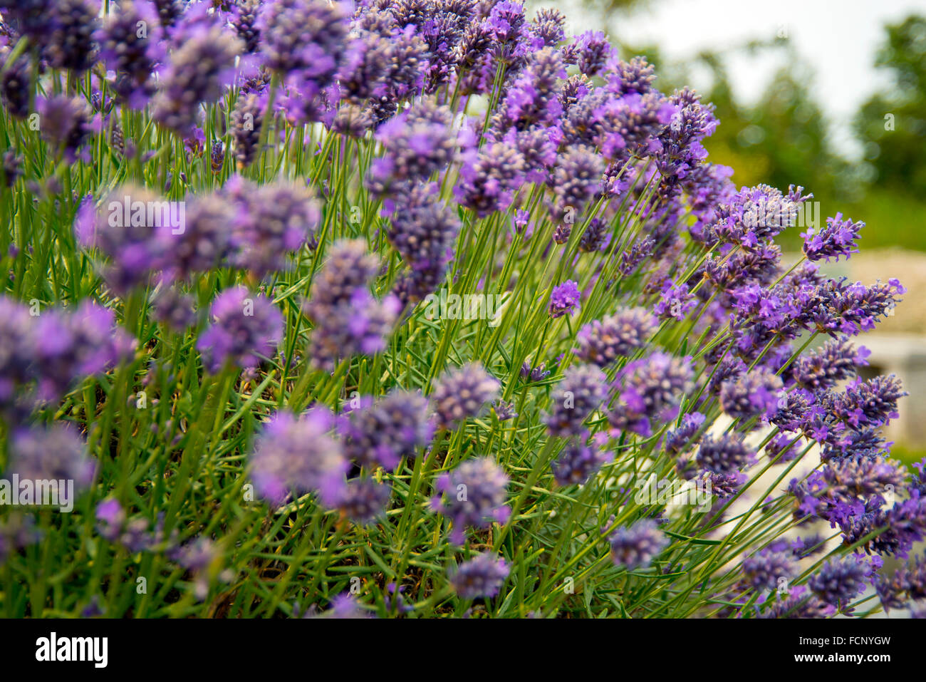 Purple Lavender in the Summer, Sequim Stock Photo - Alamy