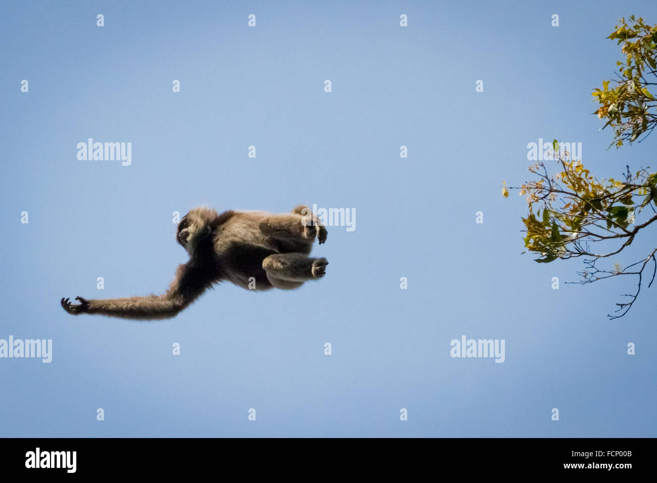Western javan gibbon hi-res stock photography and images - Alamy