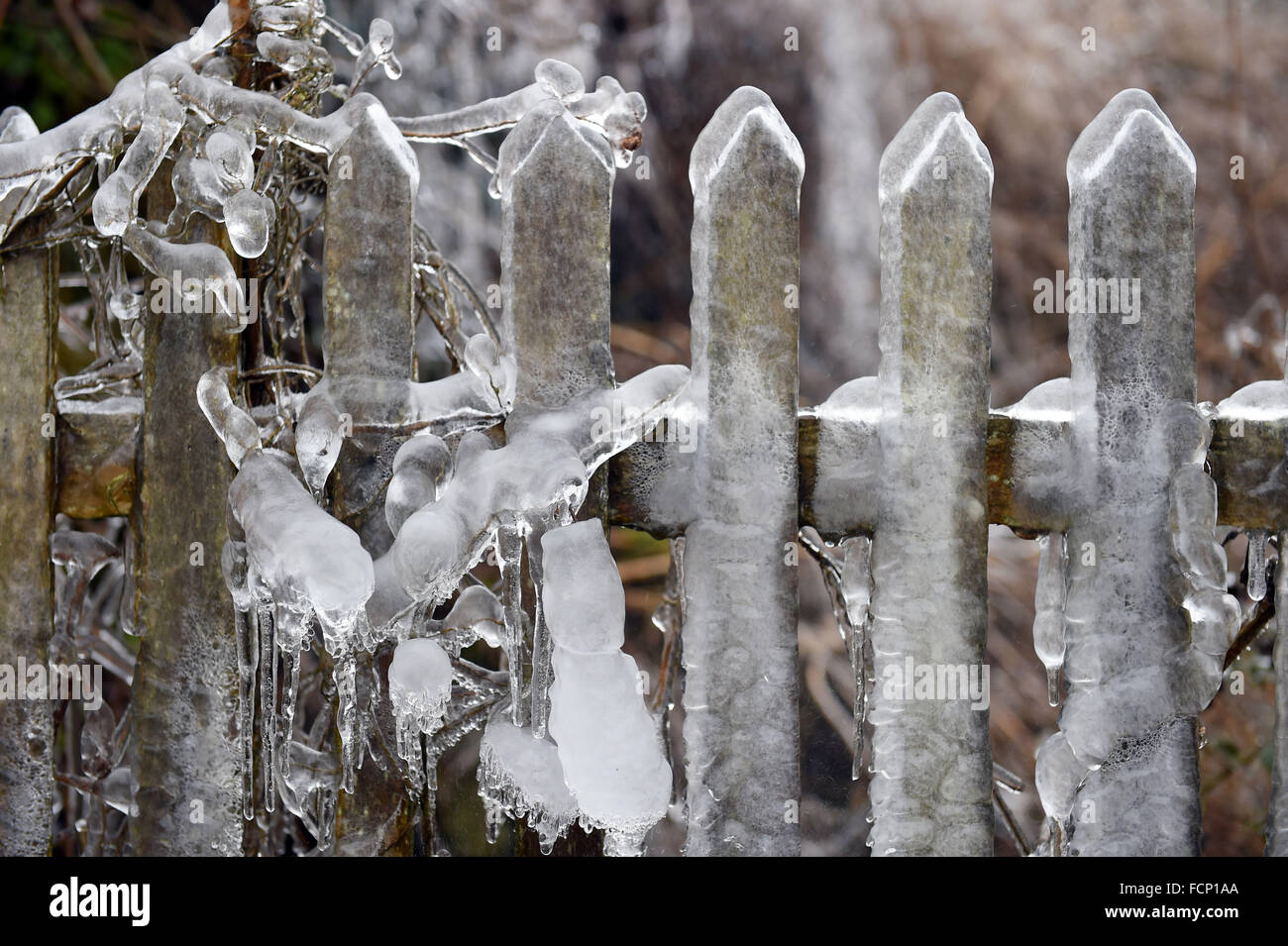 Guilin. 23rd Jan, 2016. Photo taken on Jan. 23, 2016 shows ice-covered ...