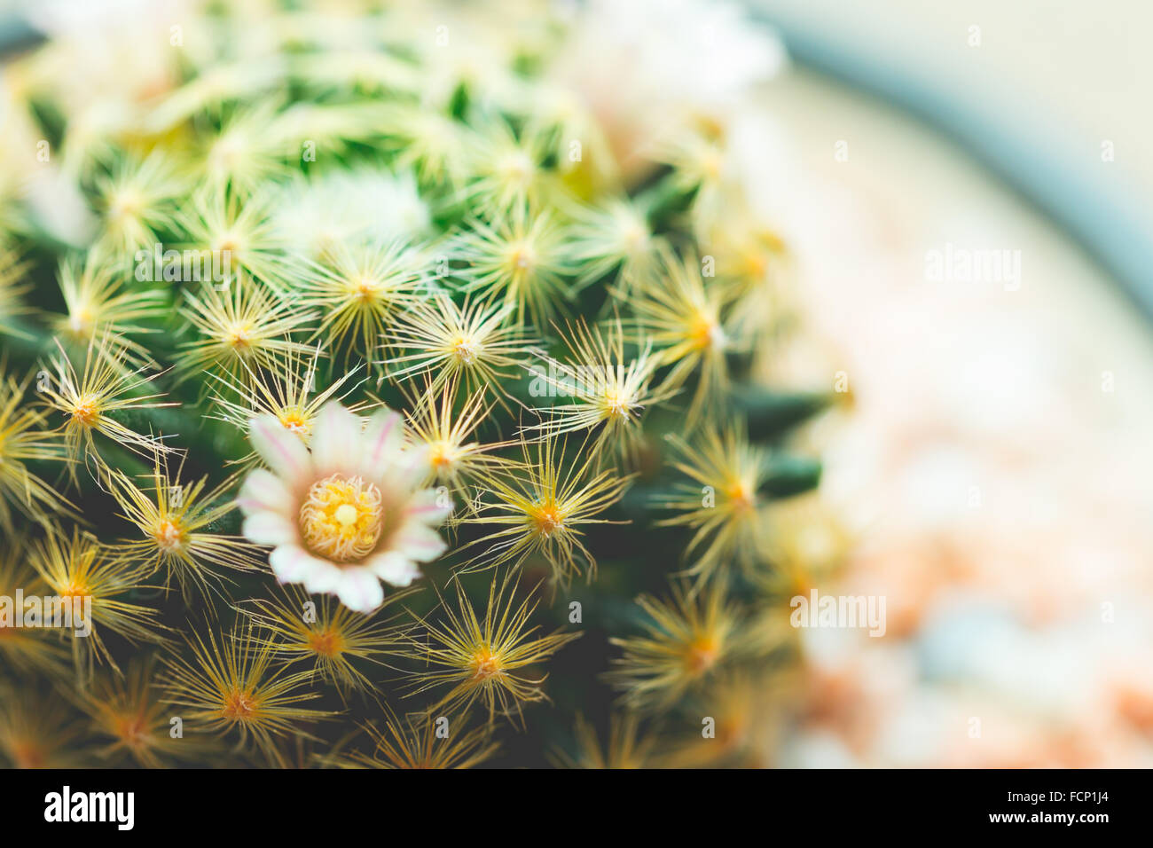baby cactus in Lovely potted on wooden Stock Photo - Alamy