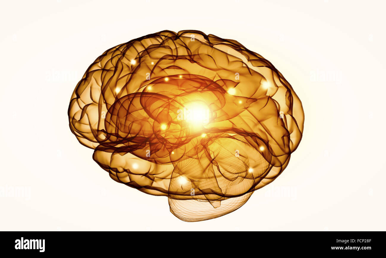 Concept of human intelligence with human brain on white background ...