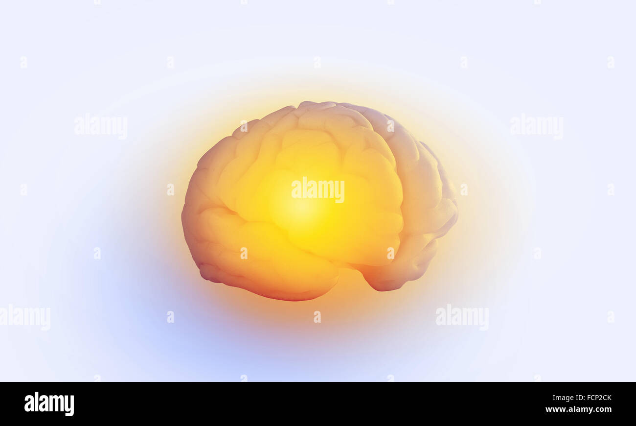 Concept of human intelligence with human brain on white background ...