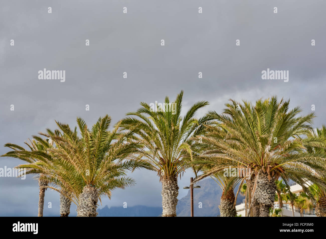 Green Palm Canarian Tree Stock Photo - Alamy