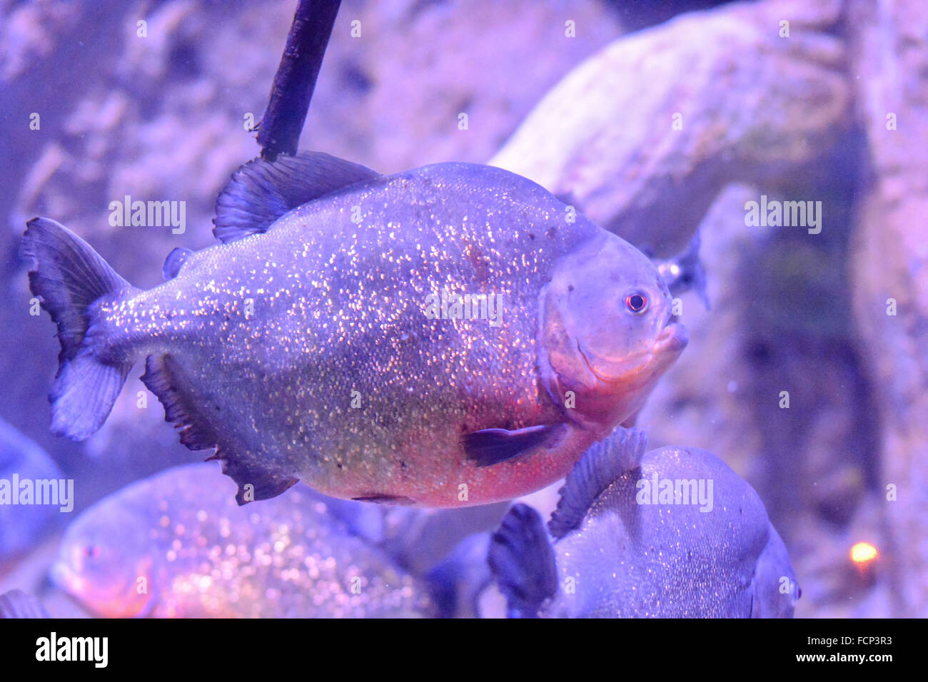 Fish in Aquarium Stock Photo - Alamy