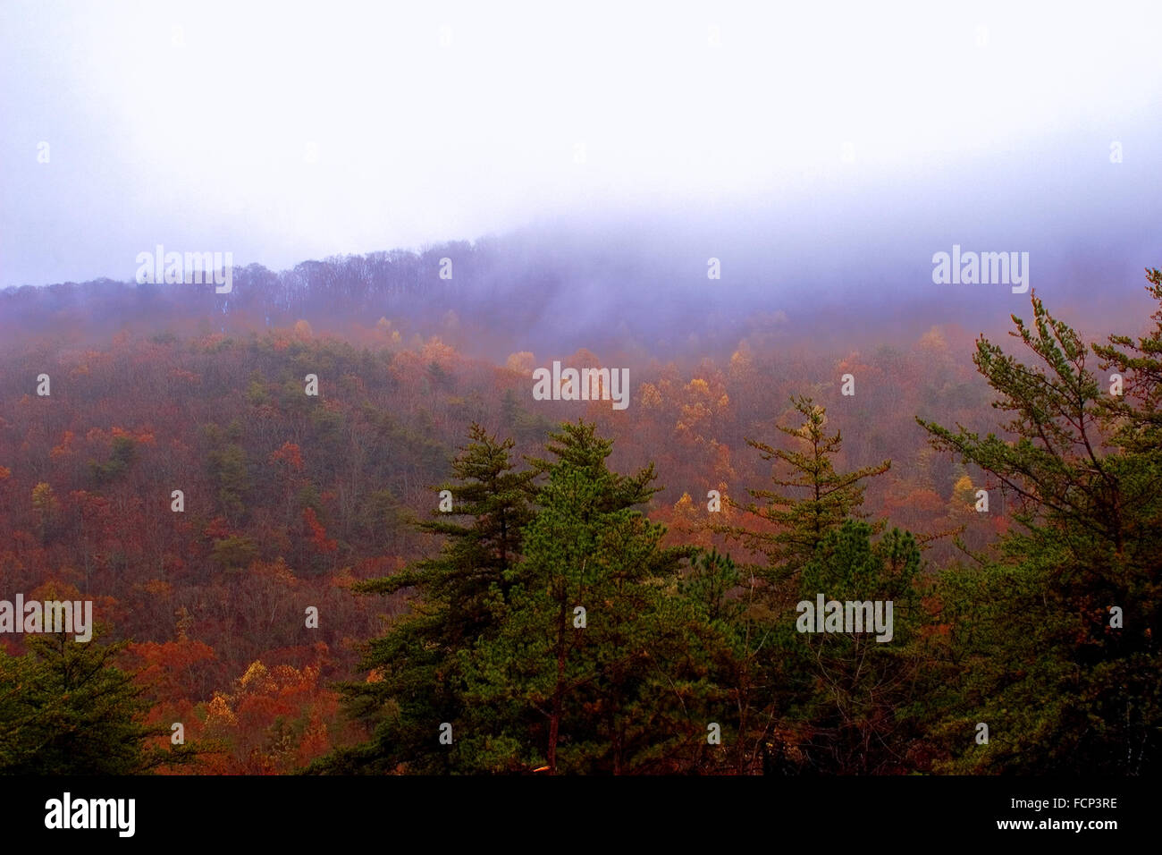 A forest of fall color in the Blue Ridge Mountains of North Georgia ...