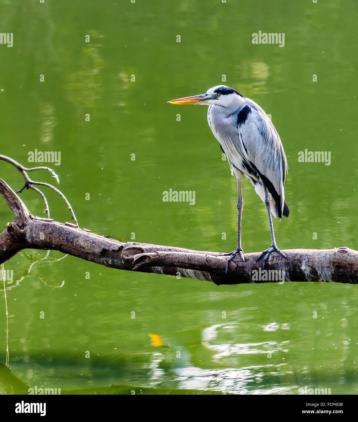 Great Blue Heron resting on fallen tree branch before heading out to ...