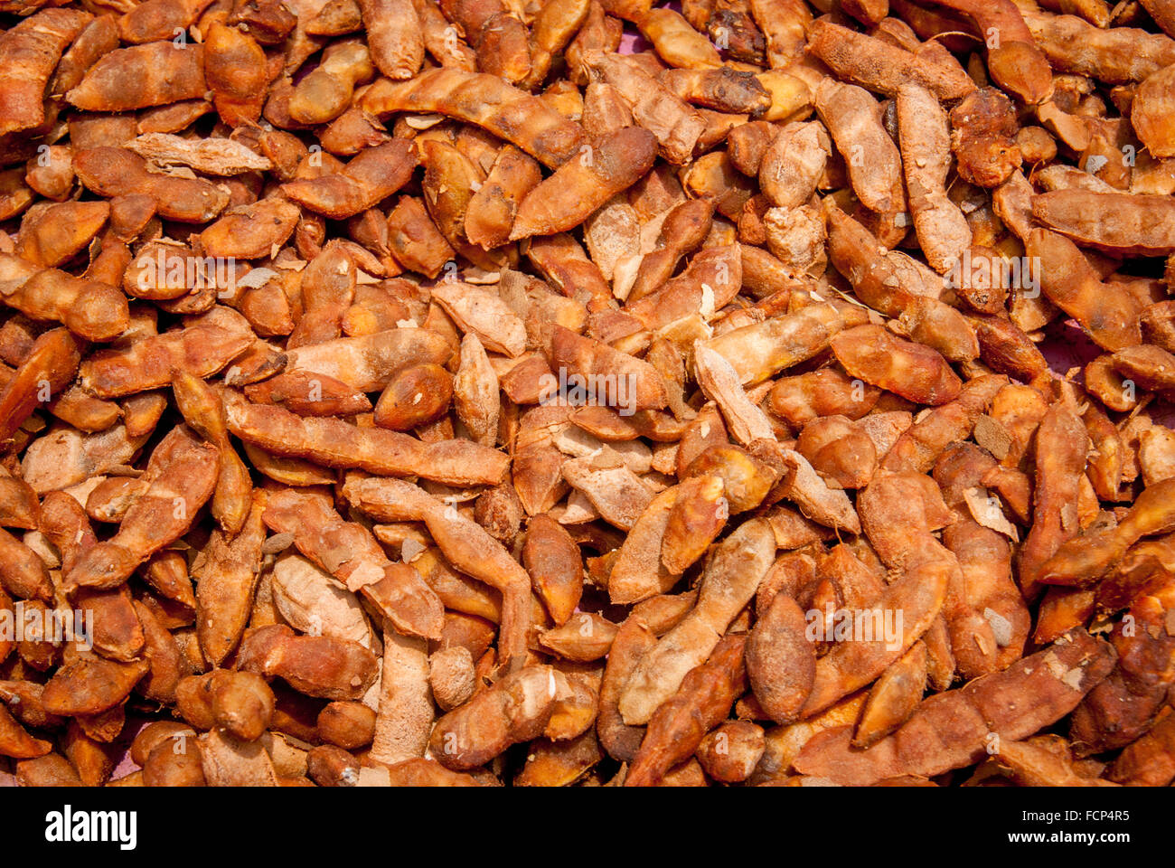 Dried broad beans (Vicia faba) a.k.a fava beans, windsor beans, or ...