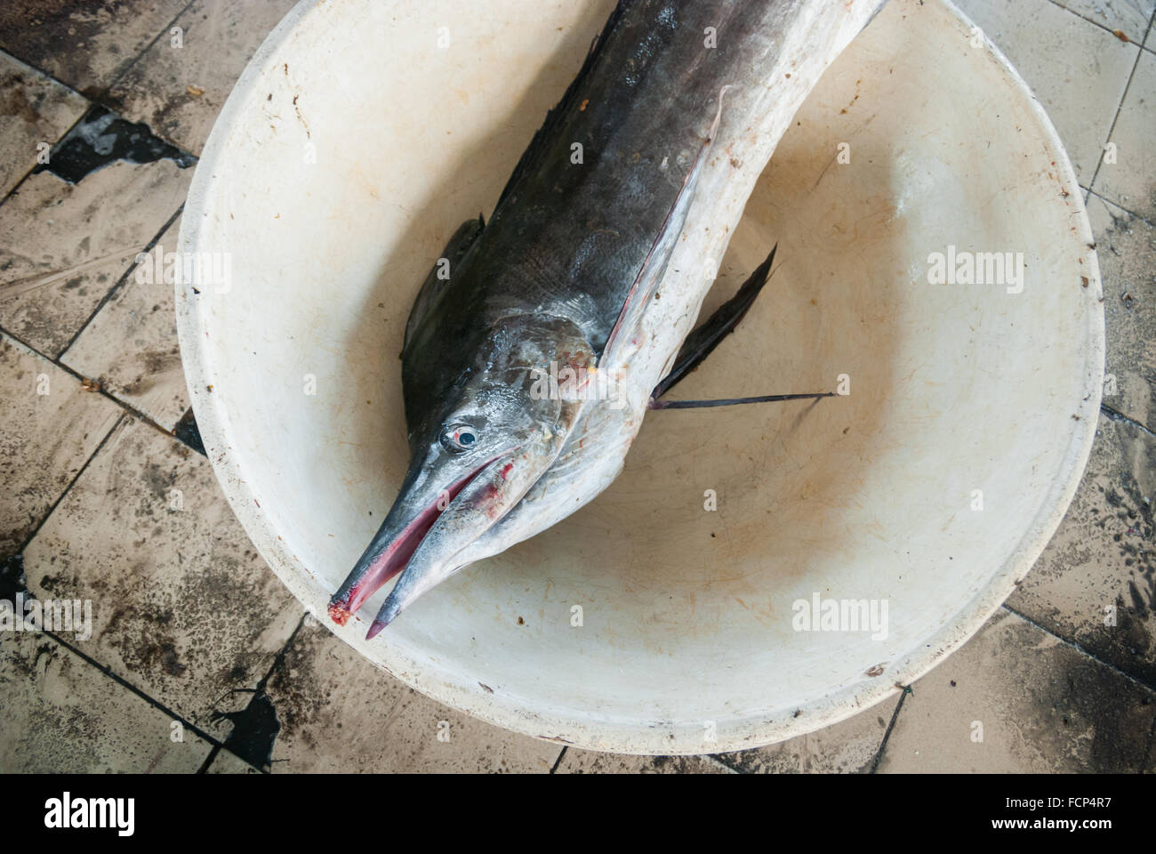 Tropical fish species hi-res stock photography and images - Alamy