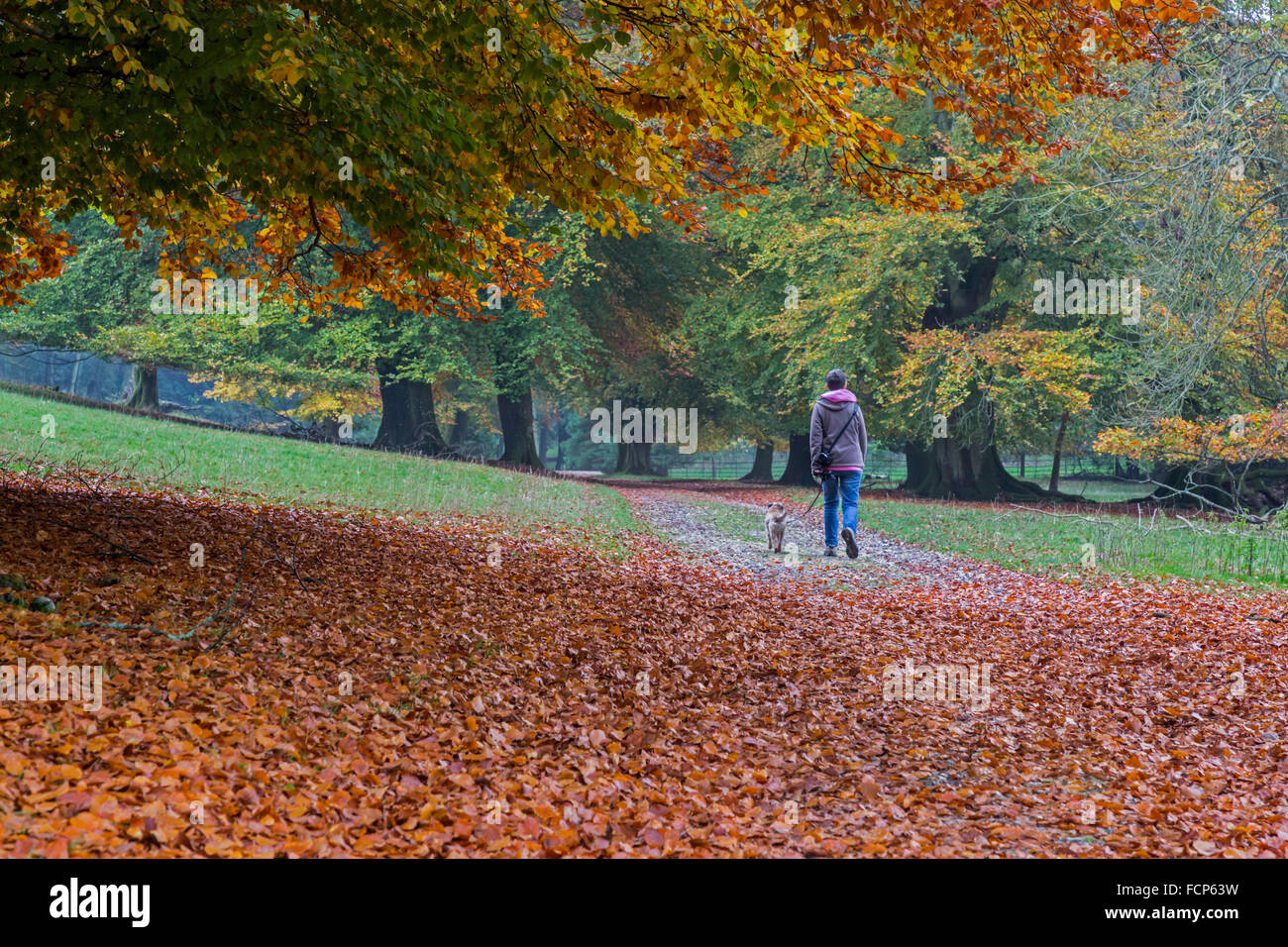 Autumn walk hi-res stock photography and images - Alamy