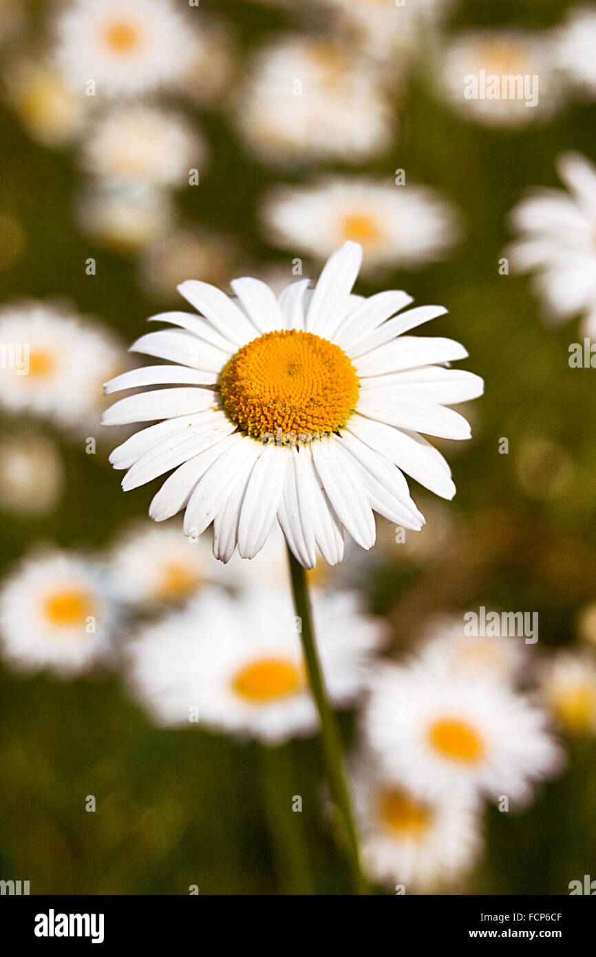 Georgia fauna hi-res stock photography and images - Alamy