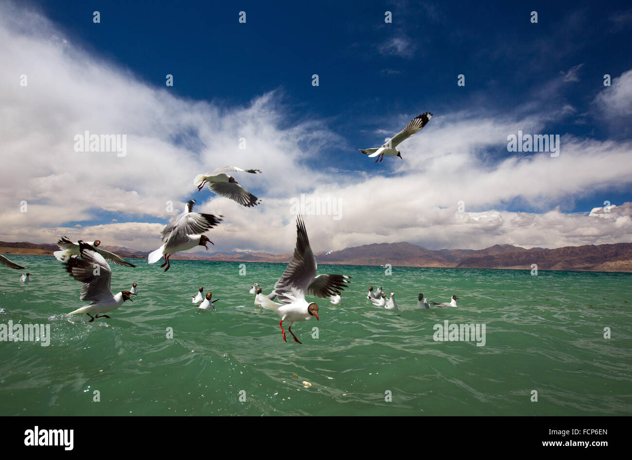 Rutog county pangongcuo hi-res stock photography and images - Alamy