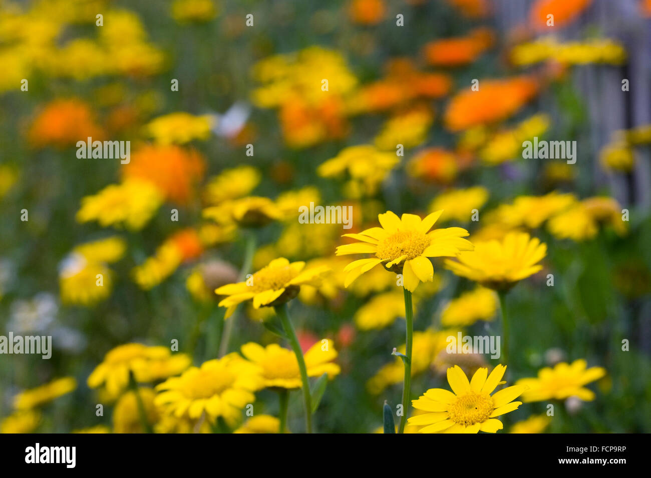 Glebionis segetum. Corn marigold and english marigolds Stock Photo - Alamy