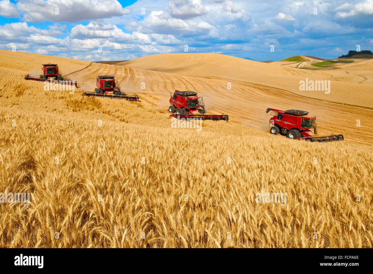 Multiple Case combines harvesting wheat on the hills of the Palouse ...
