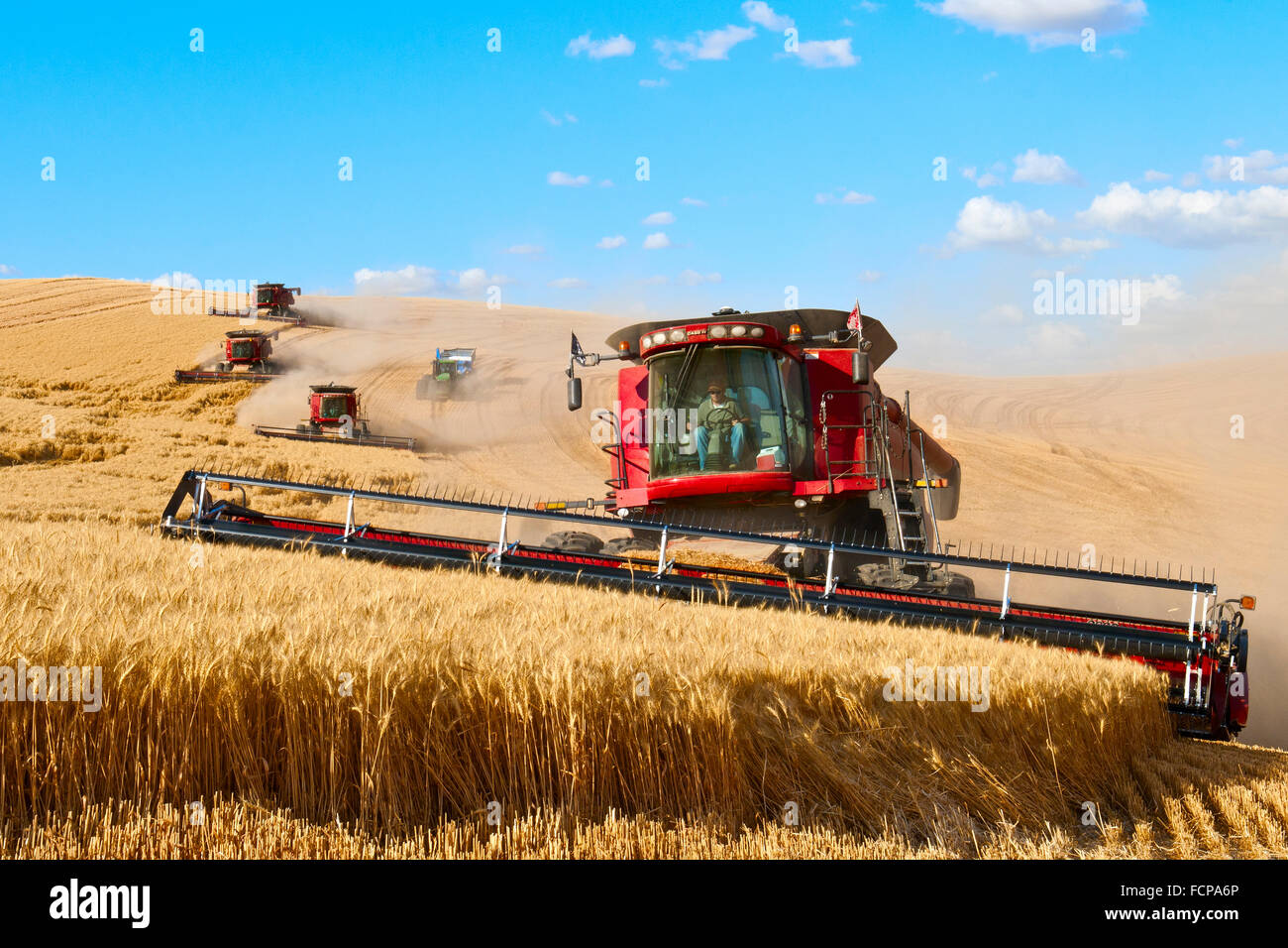 Multiple Case combines harvesting wheat on the hills of the Palouse ...