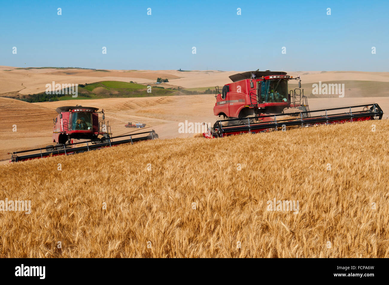 Multiple Case combines harvesting wheat on the hills of the Palouse ...