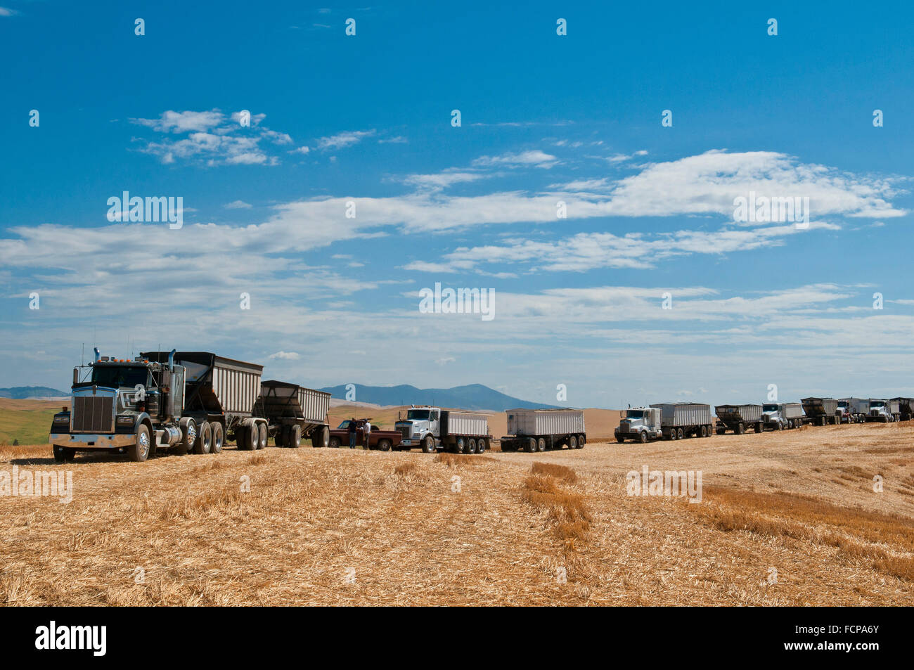 Grain trucks lined up ready to be loaded in the stubble of a wheat ...